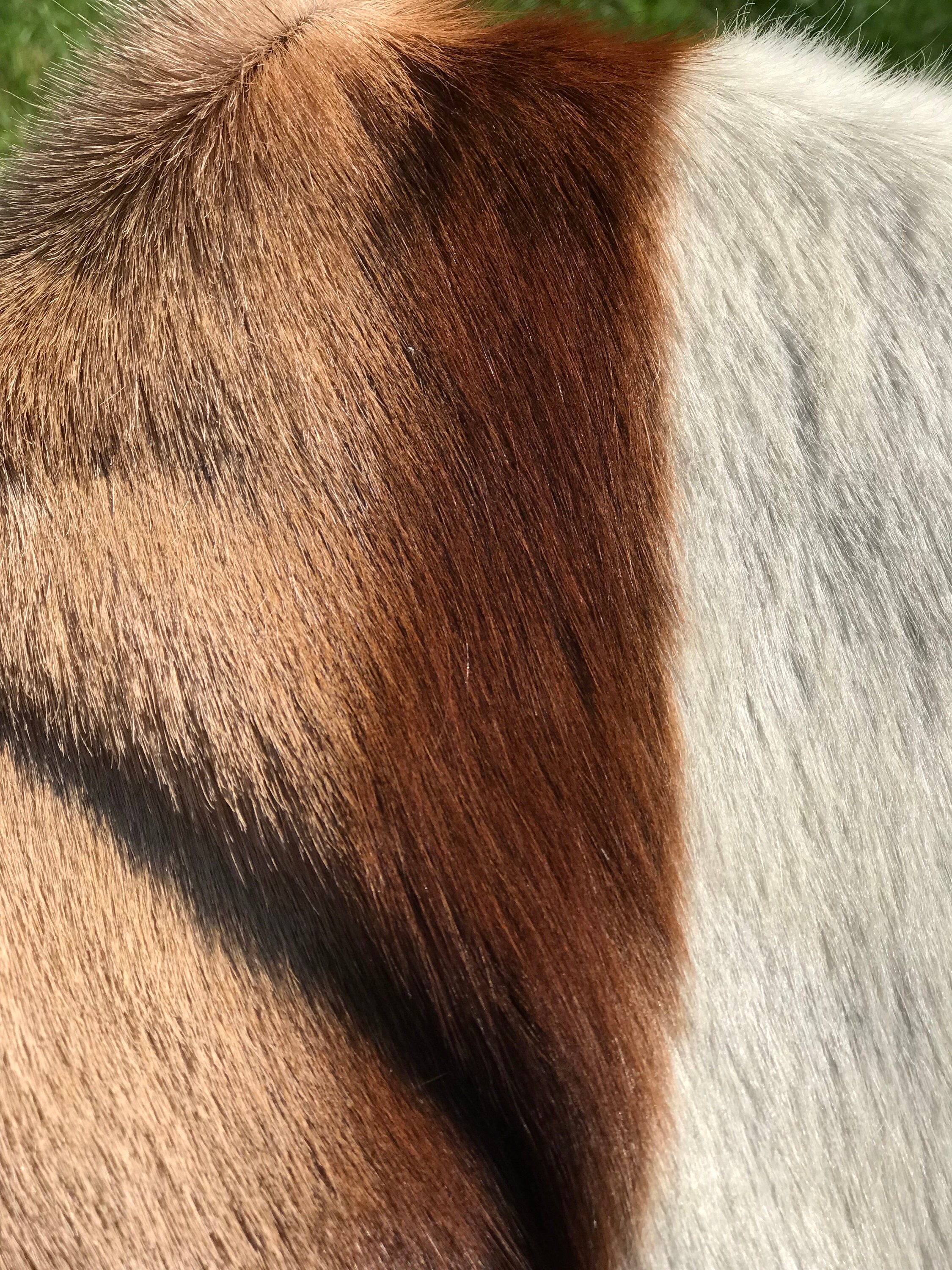 DECORATIVE SPRINGBOK PELT Rare African Deer Fur Natural Animal - Etsy