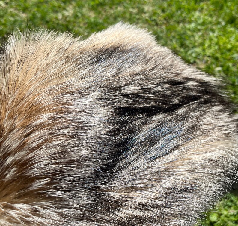 Genuine Jackal Hide Wild Animal Hide Hunting Animal Fur - Etsy