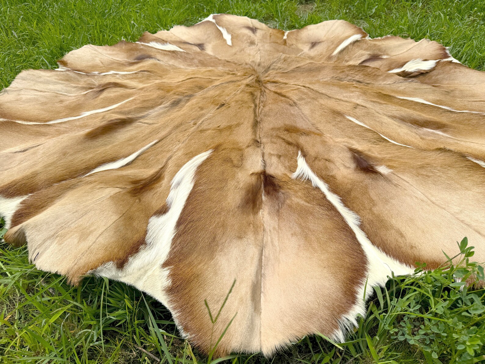 Springbok Carpet, 66x66 Inches Fur Carpet, Leather Rug, 12pcs Springbok ...