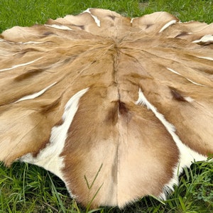 Springbok Carpet, 66x66 Inches Fur Carpet, Leather Rug, 12pcs Springbok ...