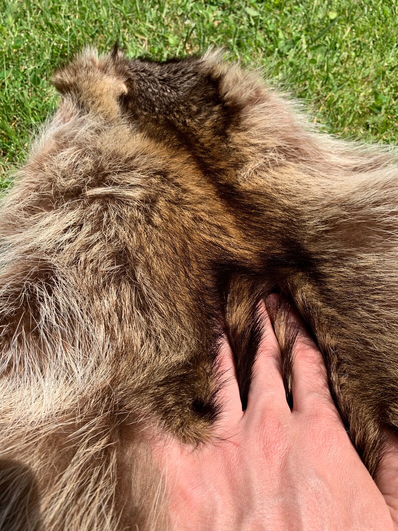 Genuine North American Raccoon Fur Long Soft Black Striped Tail Real ...