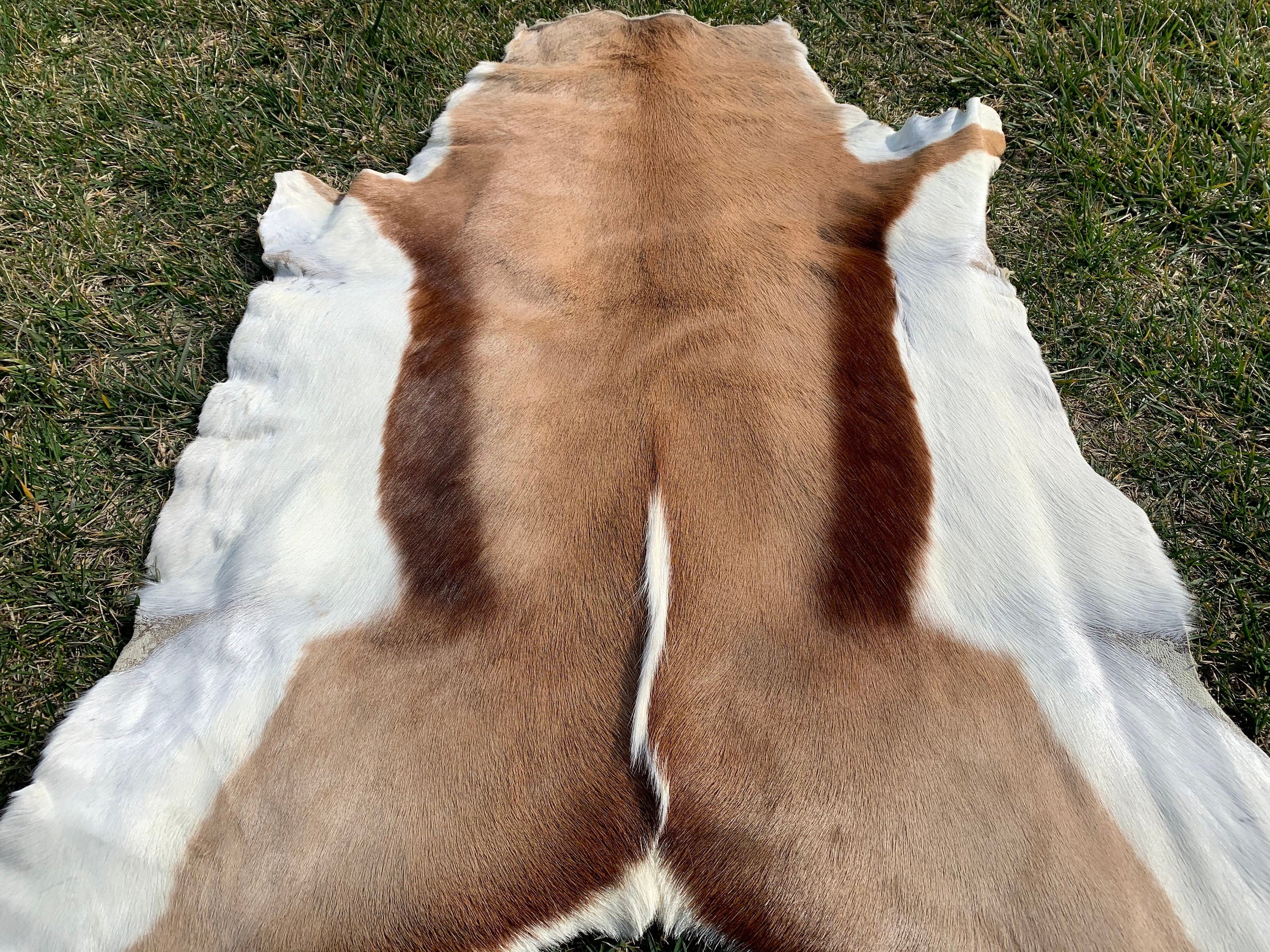 Springbok Pelt Genuine Deer Fur Blesbok Antelope Pelt Natural Color ...