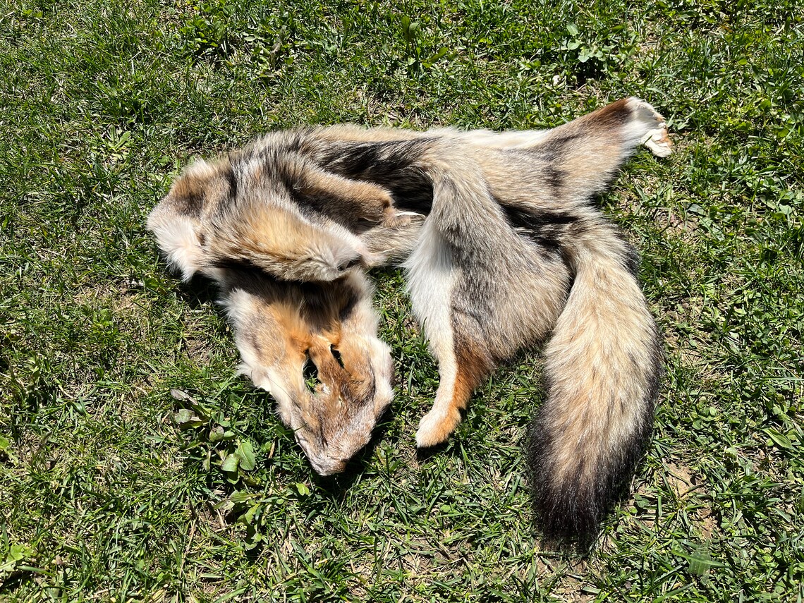 Wild Coyote Pelt Natural Colored Coyote Fur Genuine Wild - Etsy