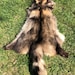 Genuine Finland Raccoon Large Size Hunting Animal Pelt Fluffy Soft ...