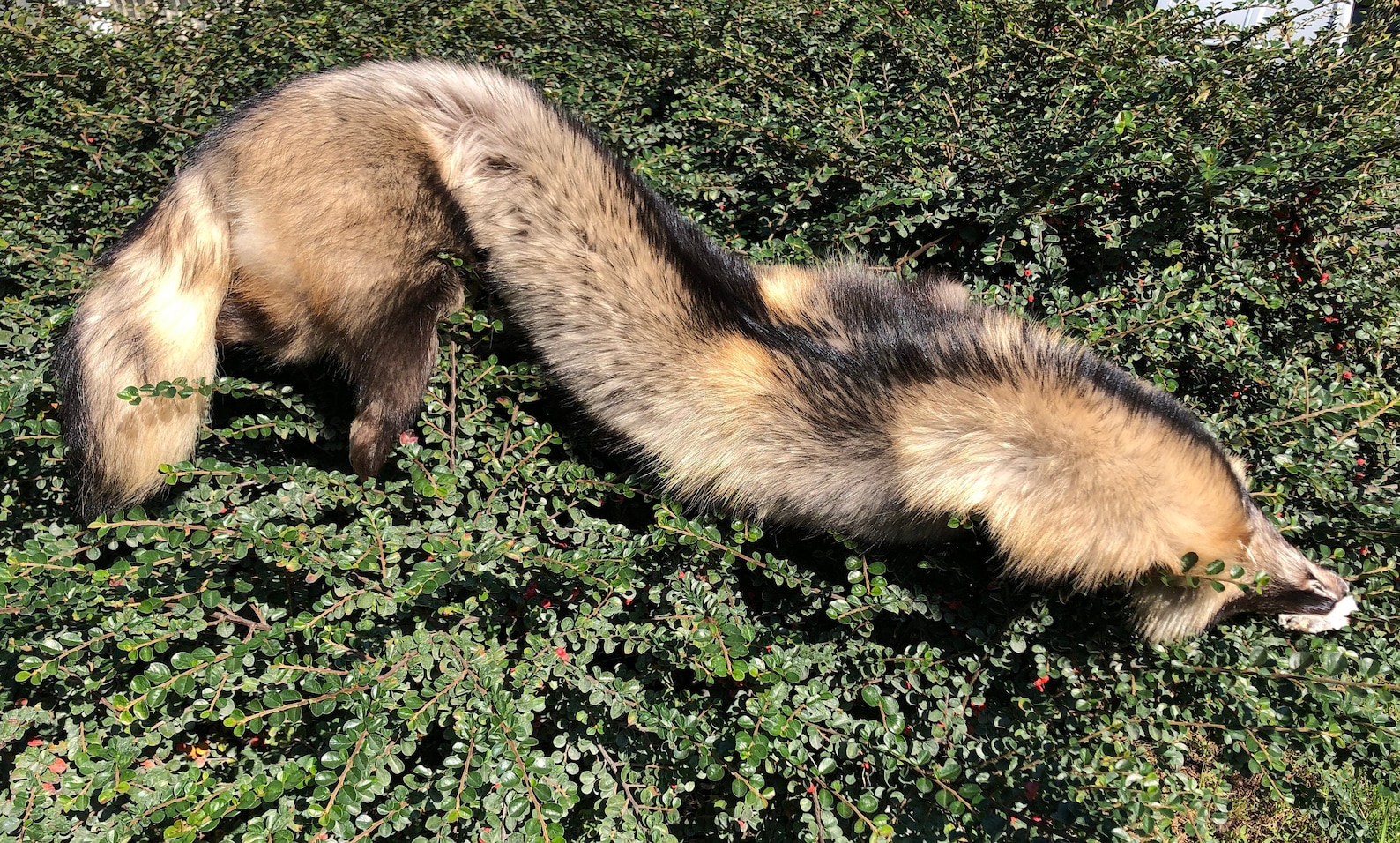 Genuine Finland Raccoon Large Size Hunting Animal Pelt Fluffy Soft ...