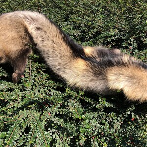 Genuine Finland Raccoon Large Size Hunting Animal Pelt Fluffy Soft ...