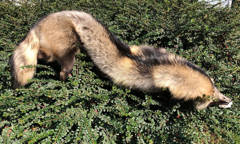 Genuine Finland Raccoon Large Size Hunting Animal Pelt Fluffy Soft ...