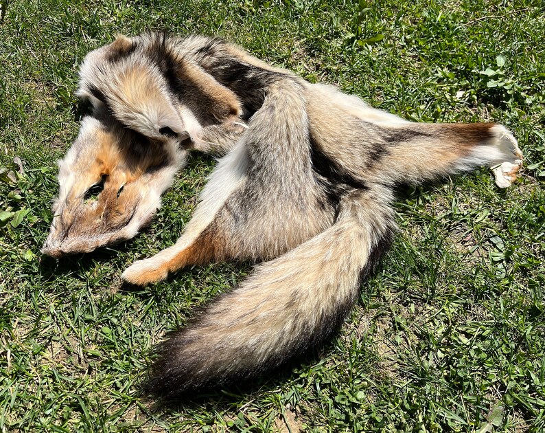 Genuine Jackal Hide Wild Animal Hide Hunting Animal Fur - Etsy
