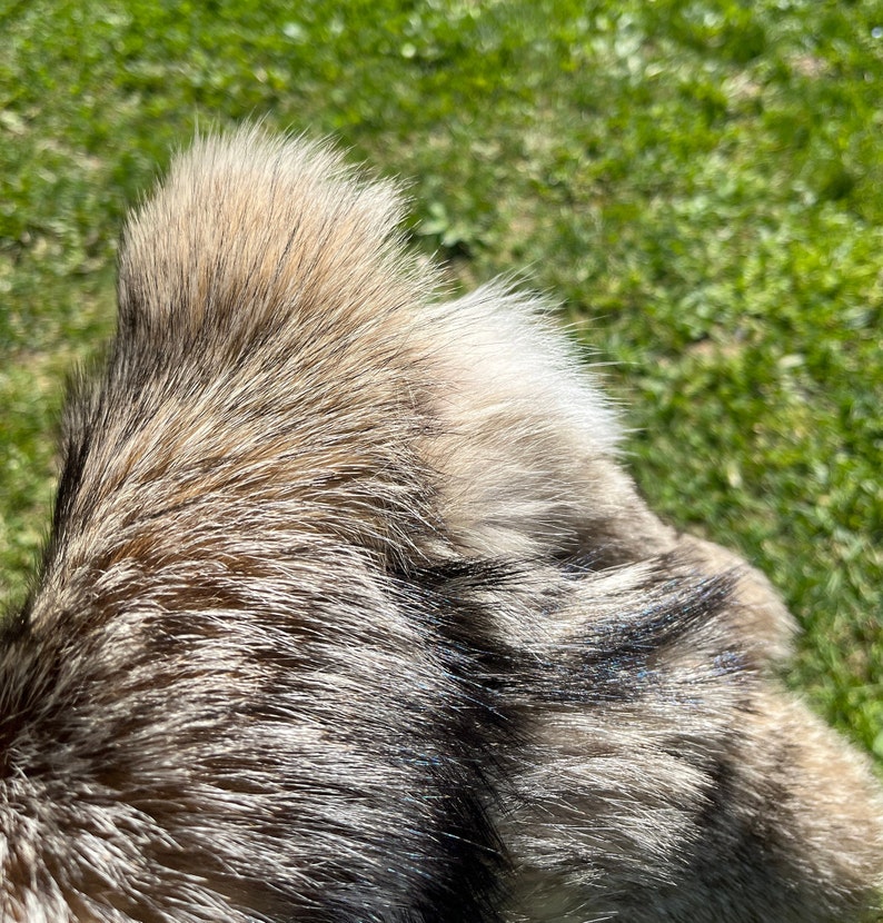 Wild Coyote Pelt Natural Colored Coyote Fur Genuine Wild - Etsy