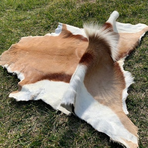 Springbok Pelt Genuine Deer Fur Blesbok Antelope Pelt Natural Color ...