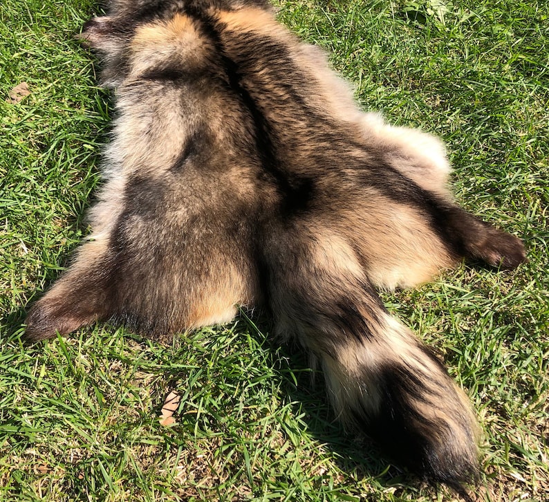 Genuine Finland Raccoon Large Size Hunting Animal Pelt Fluffy Soft ...