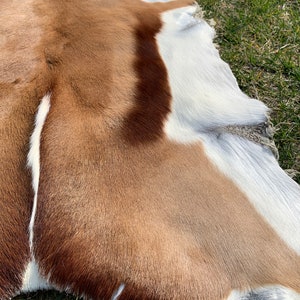 Springbok Fur Natural Color Real Deer Fur Blesbok Antelope Pelt Real ...