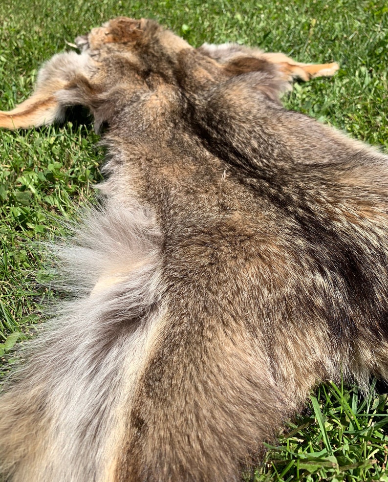 Genuine Jackal Hide Wild Animal Hide Hunting Animal Fur - Etsy