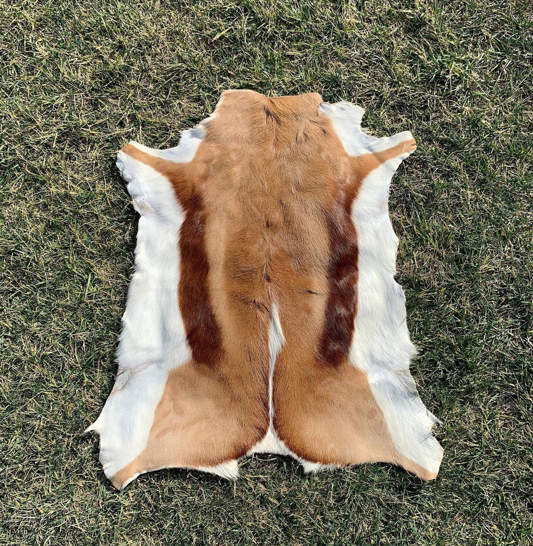 Springbok Deerskin Africa Springbok Fur Throw Antelope Leather Natural ...