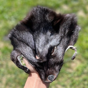 Silver Gray Fox Head, Real Fox Head for Taxidermy, Wild Fox Head ...