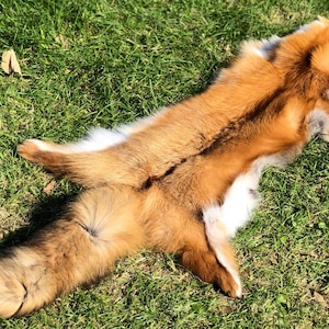 North American Red Fox Hide, Ethically Sourced Fox Leather, Furs for ...
