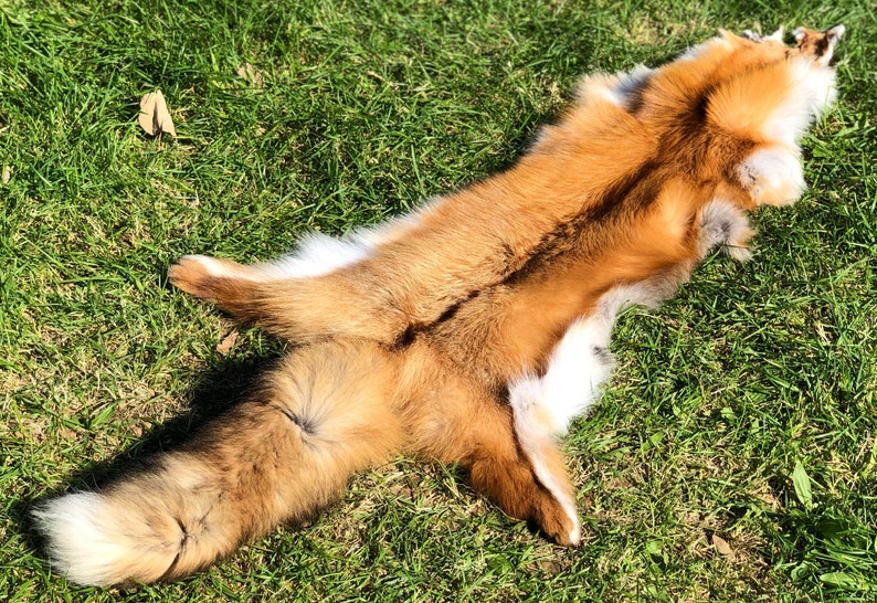 North American Red Fox Hide, Ethically Sourced Fox Leather, Furs for ...