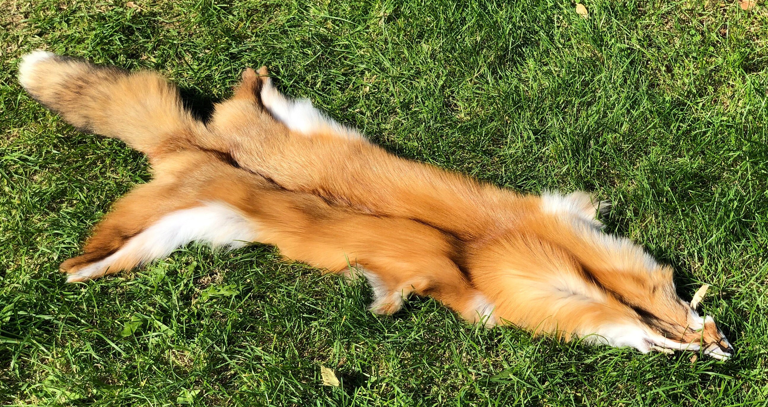 North American Red Fox Hide, Ethically Sourced Fox Leather, Furs for ...