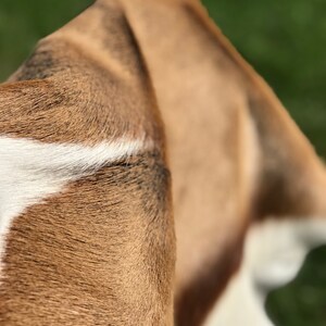 SPRINGBOK FUR African Deer Pelt Genuine Natural Springbok Hide Non-slip ...