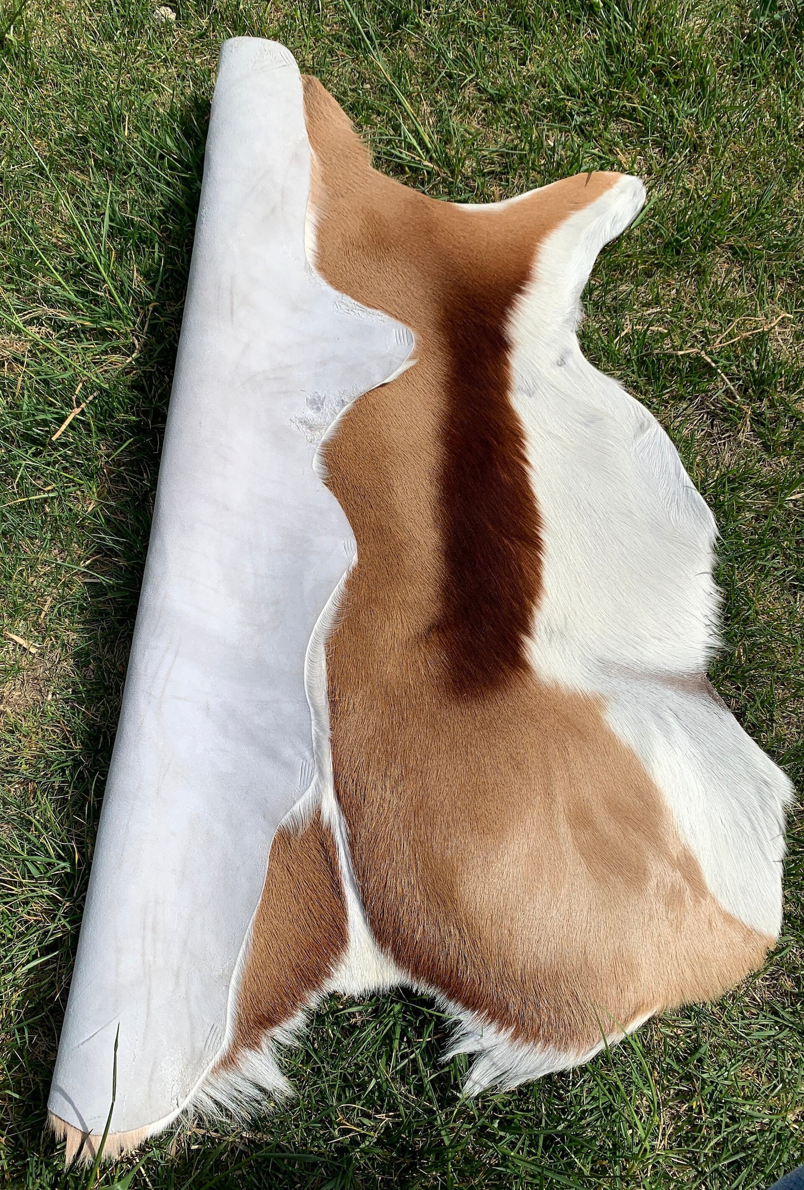 Springbok Pelt Natural Color Genuine Deer Fur Blesbok Antelope - Etsy