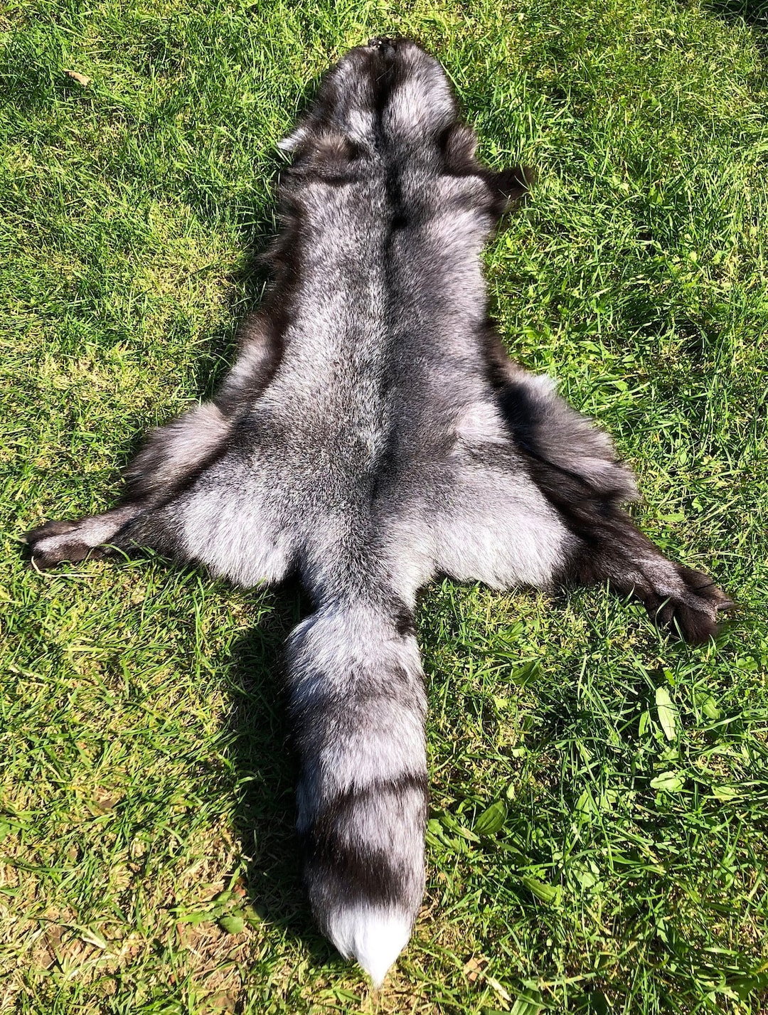 Raposa prateada de origem ética, raposa ártica da mais alta qualidade ...