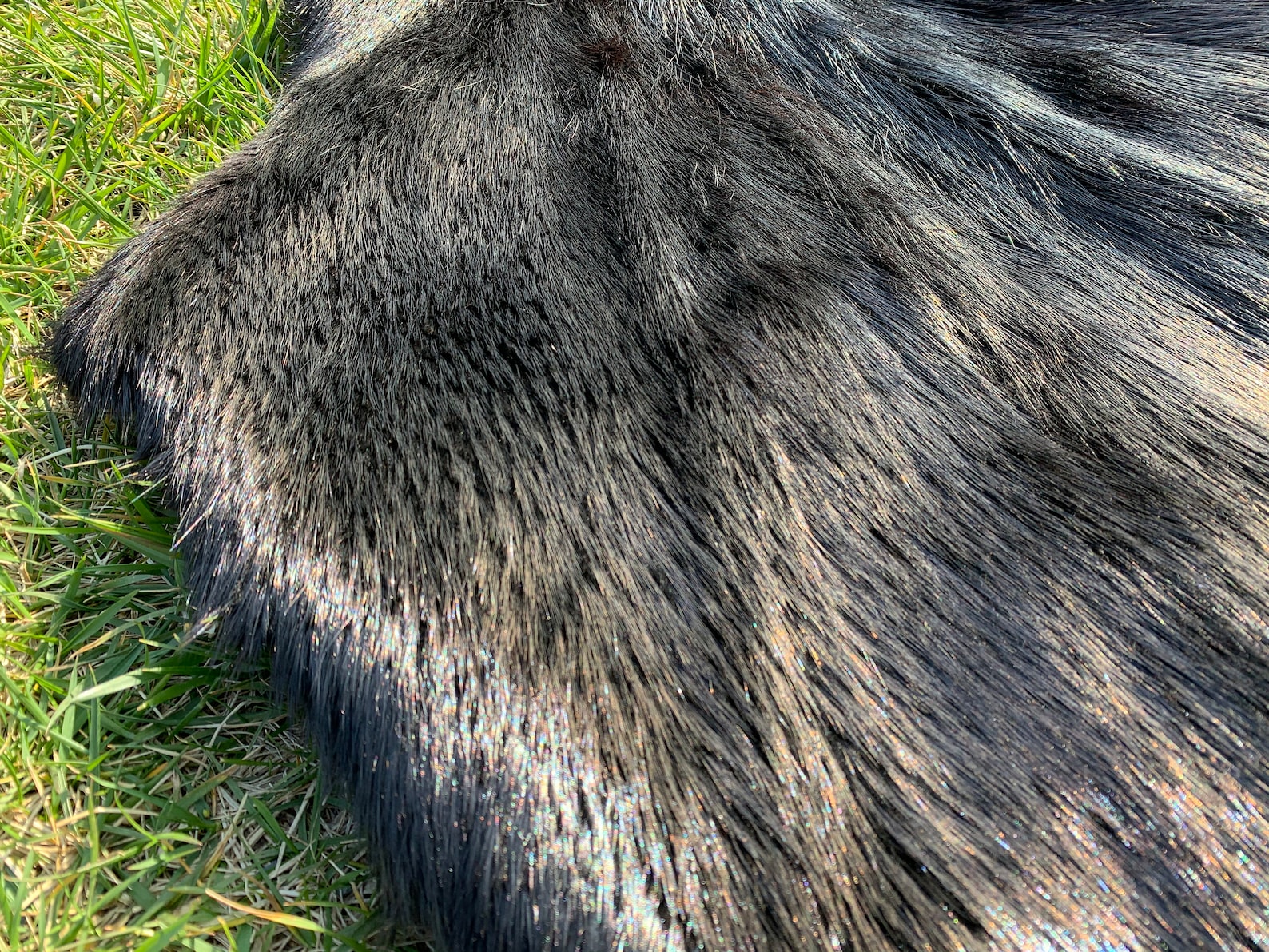 Real Beaver Fur, Black Color Leather, Farm Beaver Pelt, Luxury Animal ...