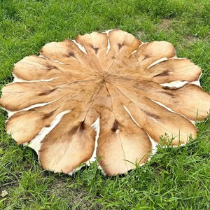 Springbok Carpet, 66x66 Inches Fur Carpet, Leather Rug, 12pcs Springbok ...