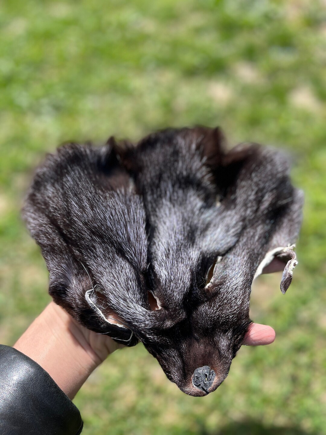 Silver Gray Fox Head, Real Fox Head for Taxidermy, Wild Fox Head ...