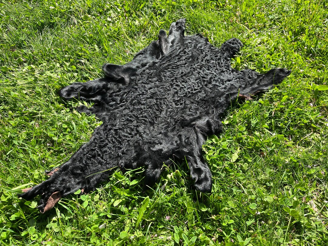 Dark Black Curly Lambskin, Real Karakul Lamb Hide, Suede Leather Sheet ...