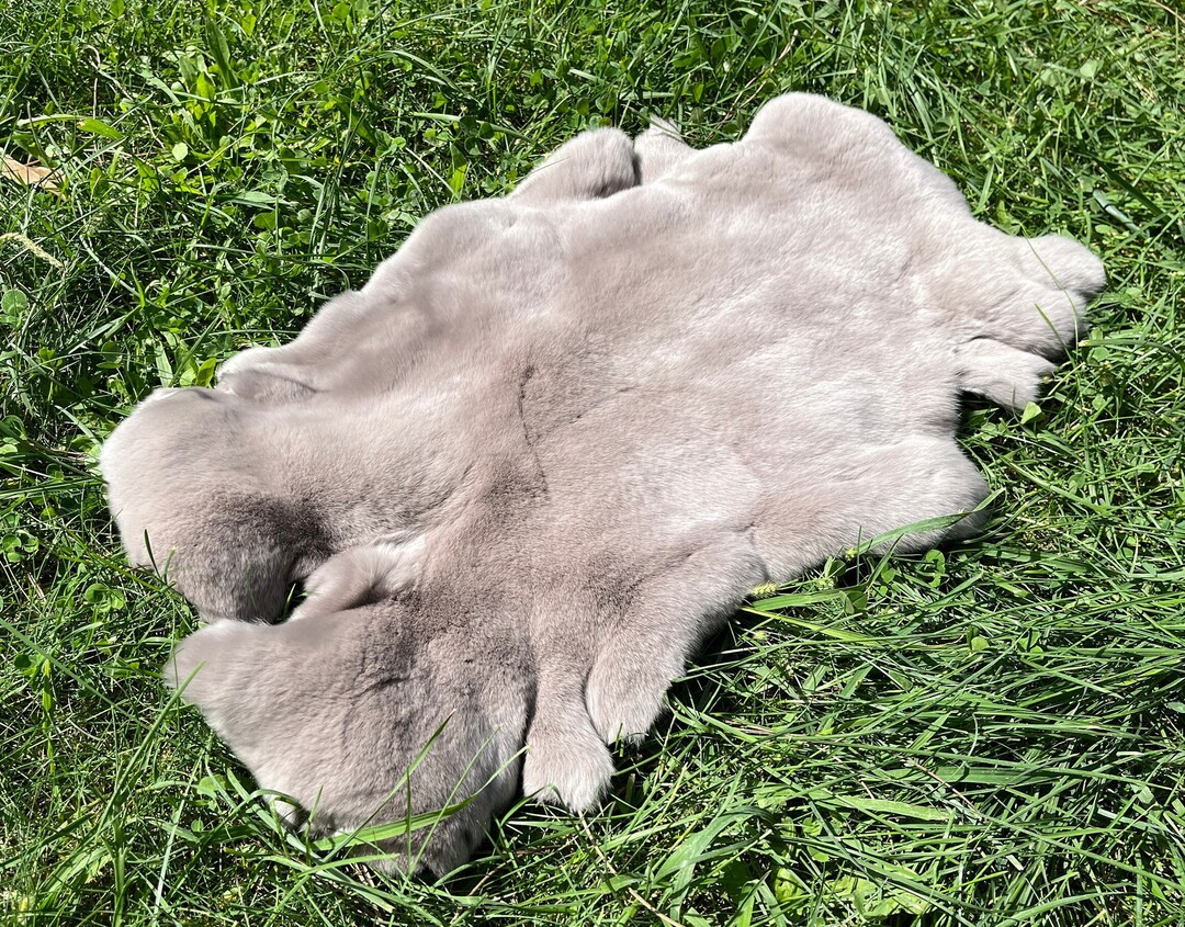 REX Rabbit Pelt, High Quality Fur Hide, Real Genuine Rabbit, 3XL Pelt ...