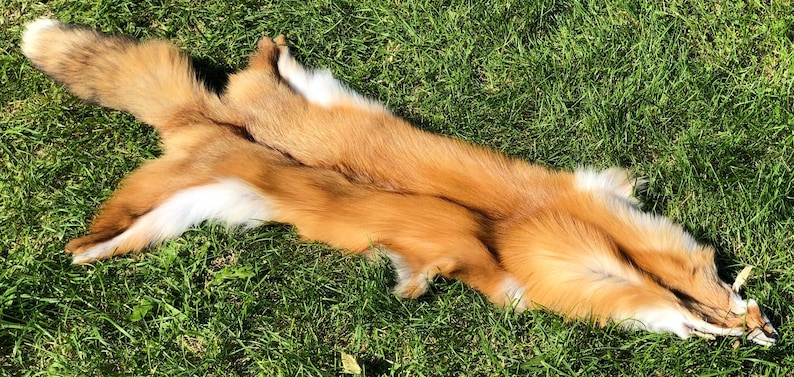 GENUINE WILD ANIMAL Pelt High Quality 1st Class Red Silver White Fox ...