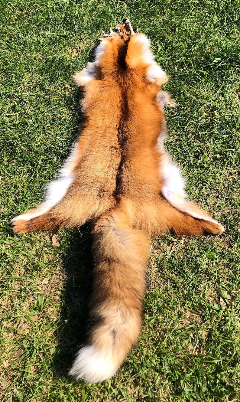 High Quality 1st Class Red Fox Pelt Real Wild Fox Furs Genuine - Etsy