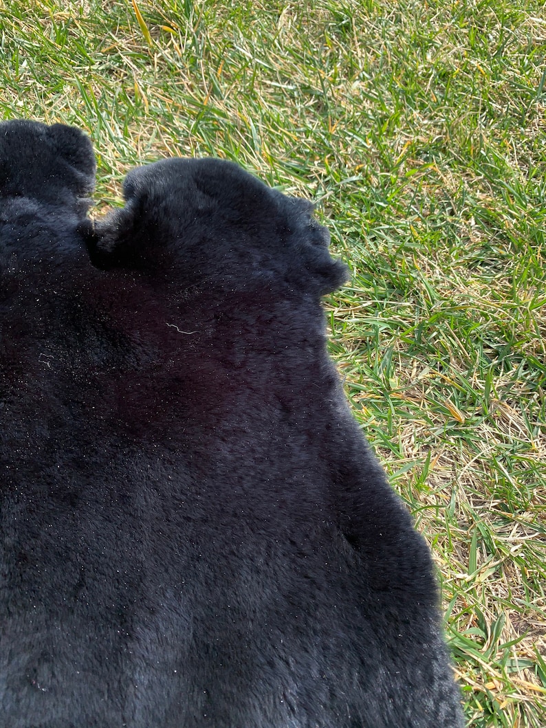 Black Rabbit Fur Jumbo Size Natural Black Rabbit Rex Pelt | Etsy