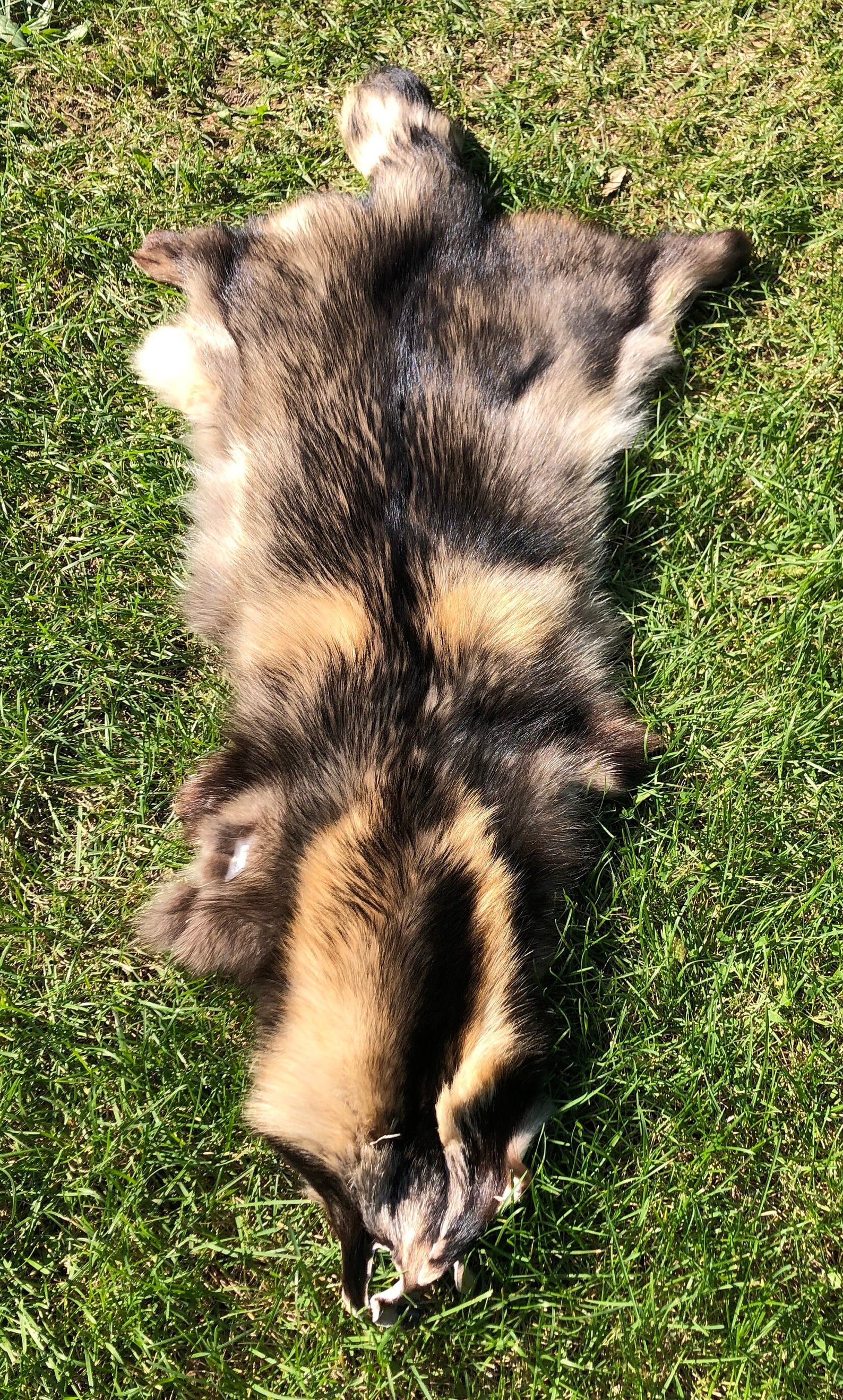 Genuine Finland Raccoon Large Size Hunting Animal Pelt Fluffy Soft ...