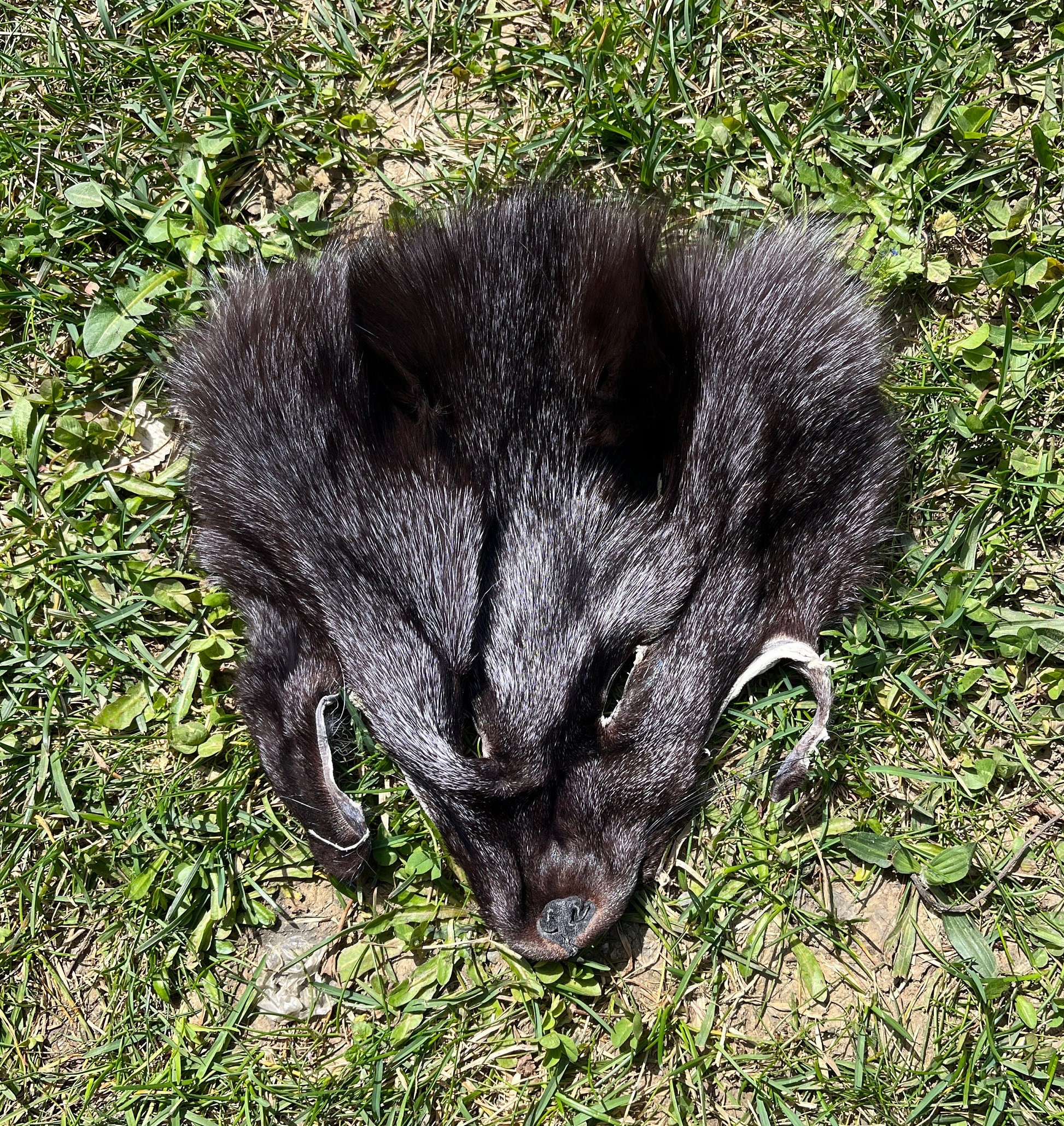 Silver Gray Fox Head Real Fox Head for Taxidermy Wild Fox - Etsy