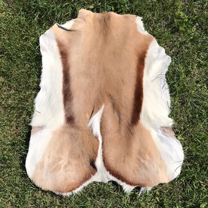 SPRINGBOK FUR African Deer Pelt Genuine Natural Springbok Hide Non-slip ...