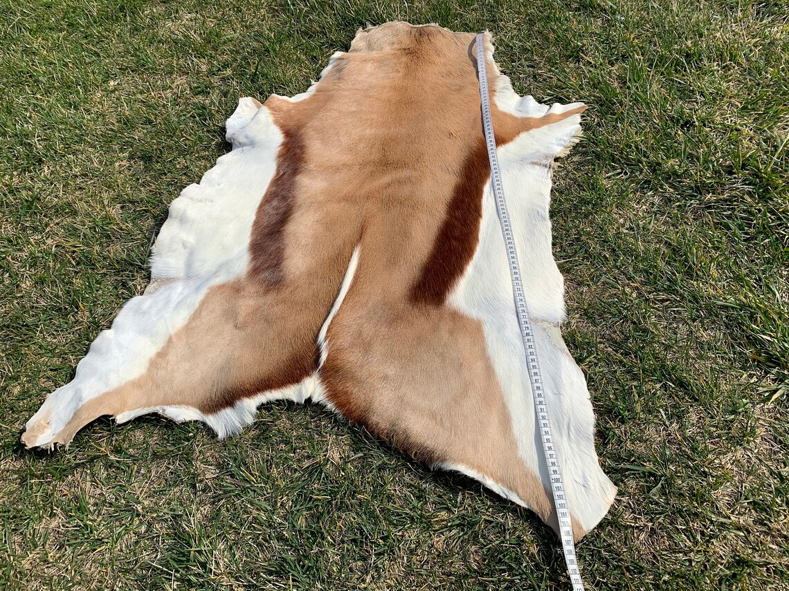 Springbok Pelt Genuine Deer Fur Blesbok Antelope Pelt | Etsy