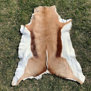 Springbok Pelt Genuine Deer Fur Blesbok Antelope Pelt Natural Color ...