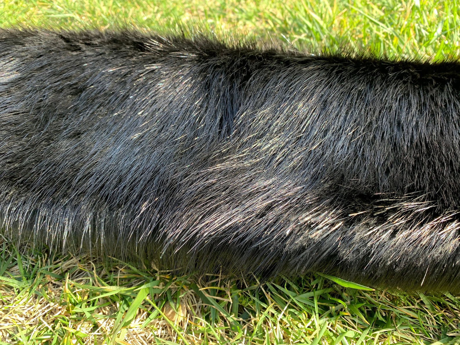 Beaver Hide Black Color Fur The Best Beaver Fur For You | Etsy