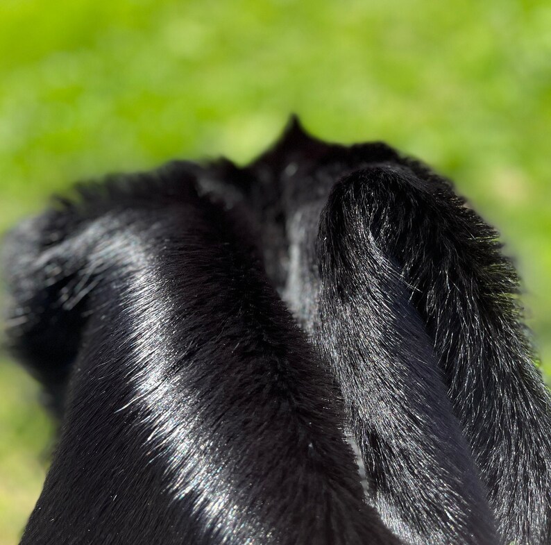 Black Goat Fur for Baphomet Fur for Ritual Corner Black - Etsy