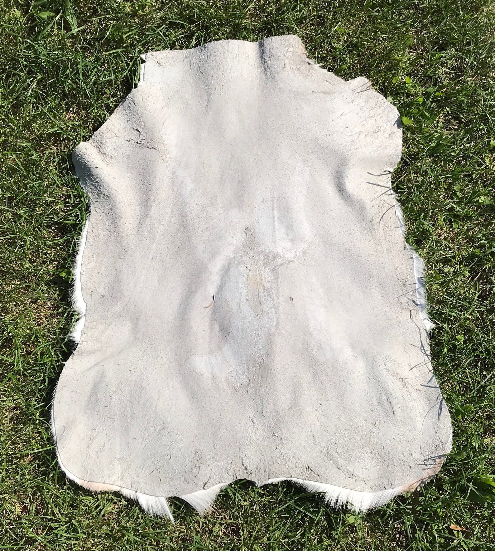 DECORATIVE SPRINGBOK PELT Rare African Deer Fur Natural Animal - Etsy