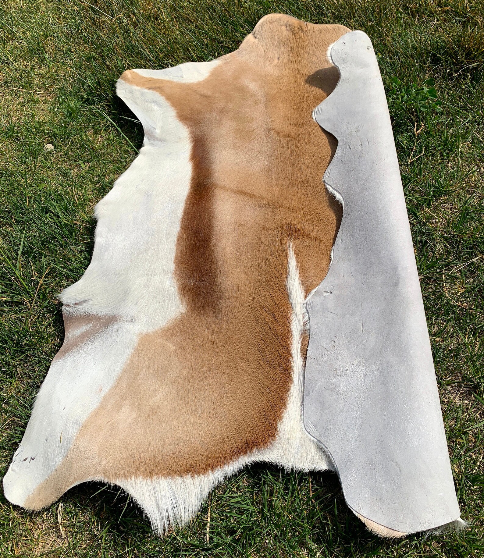 Springbok Pelt Natural Color Genuine Deer Fur Blesbok Antelope Pelt ...