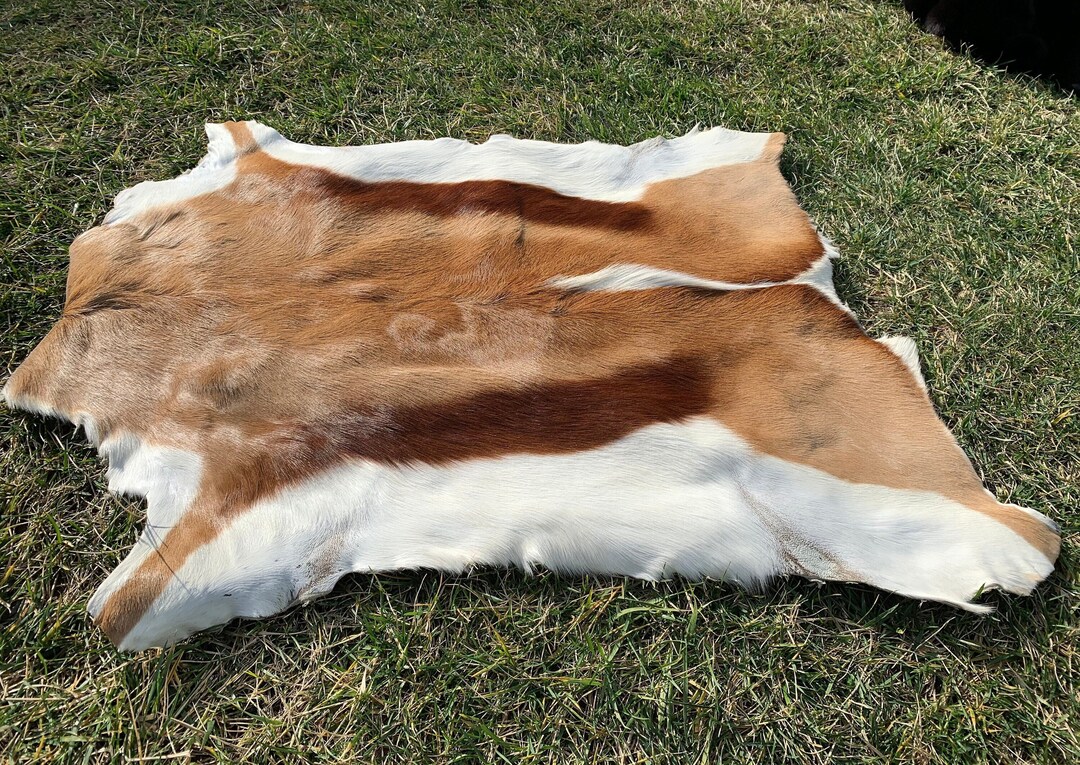Springbok Fur Deer Skin Genuine Natural Springbok Pelt Real Springbok ...