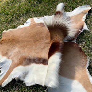 Springbok Fur Natural Color Real Deer Fur Blesbok Antelope Pelt Real ...