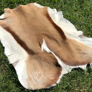 SPRINGBOK FUR African Deer Pelt Genuine Natural Springbok Hide Non-slip ...