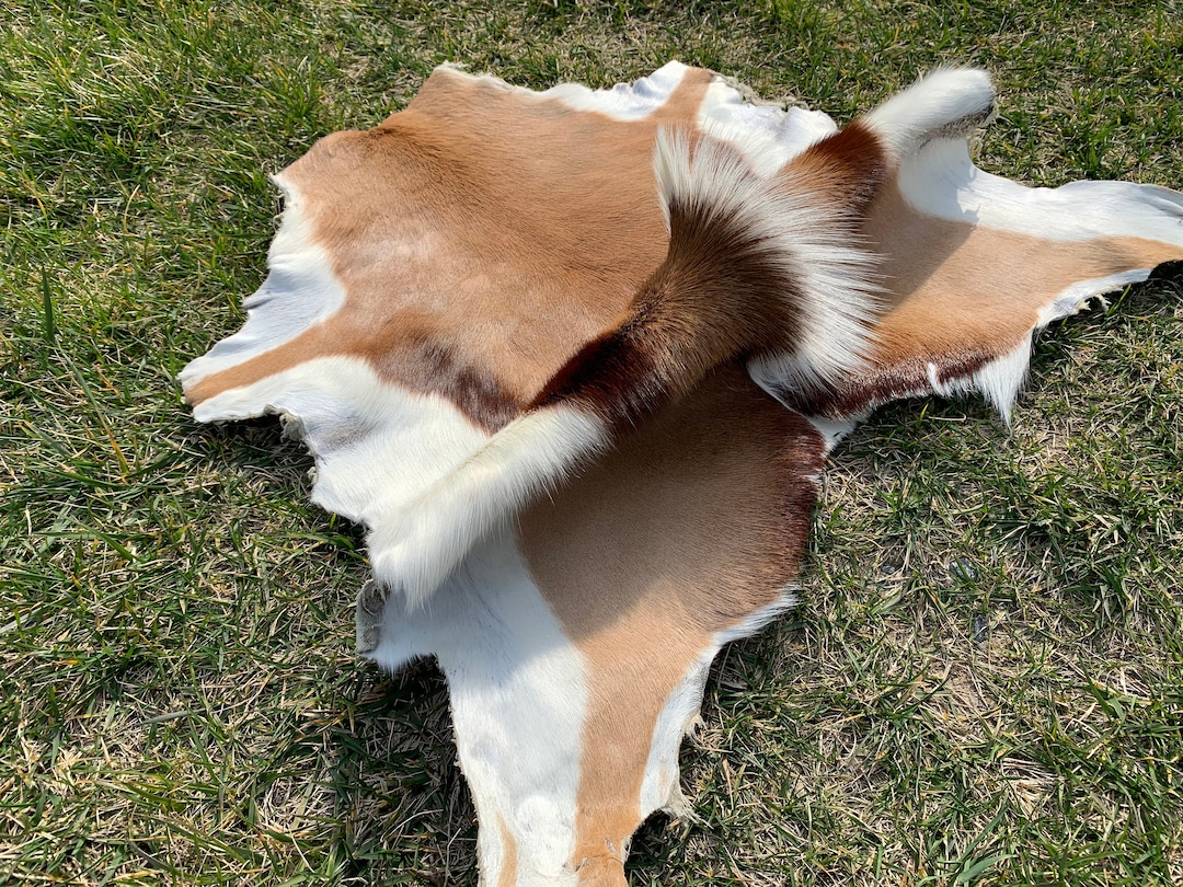 Springbok Fur Natural Color Real Deer Fur Blesbok Antelope Pelt Real ...