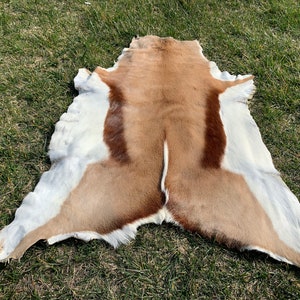 Springbok Pelt Genuine Deer Fur Blesbok Antelope Pelt | Etsy