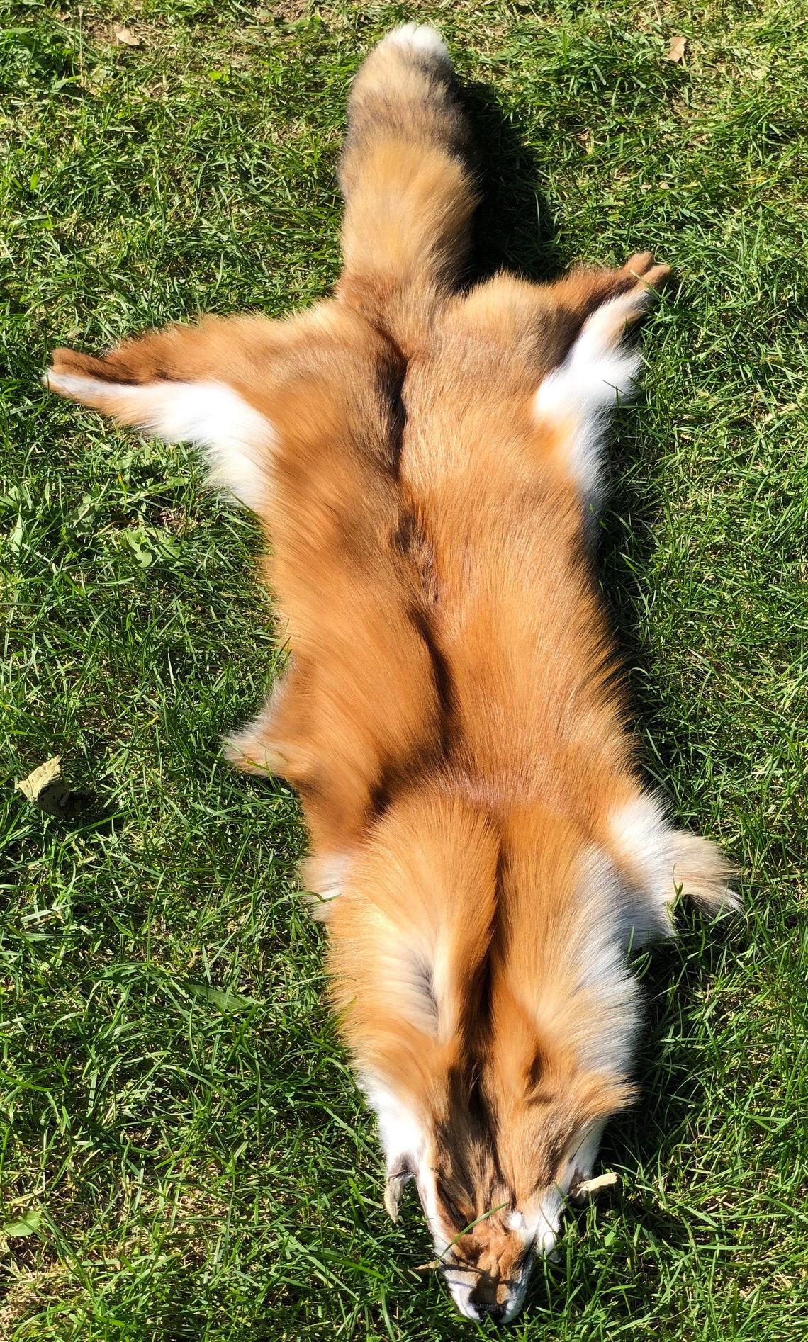North American Red Fox Hide Ethically Sourced Fox Leather - Etsy