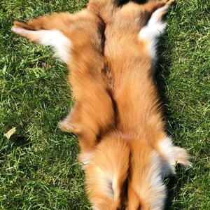 High Quality 1st Class Red Fox Pelt Real Wild Fox Furs Genuine Throw ...