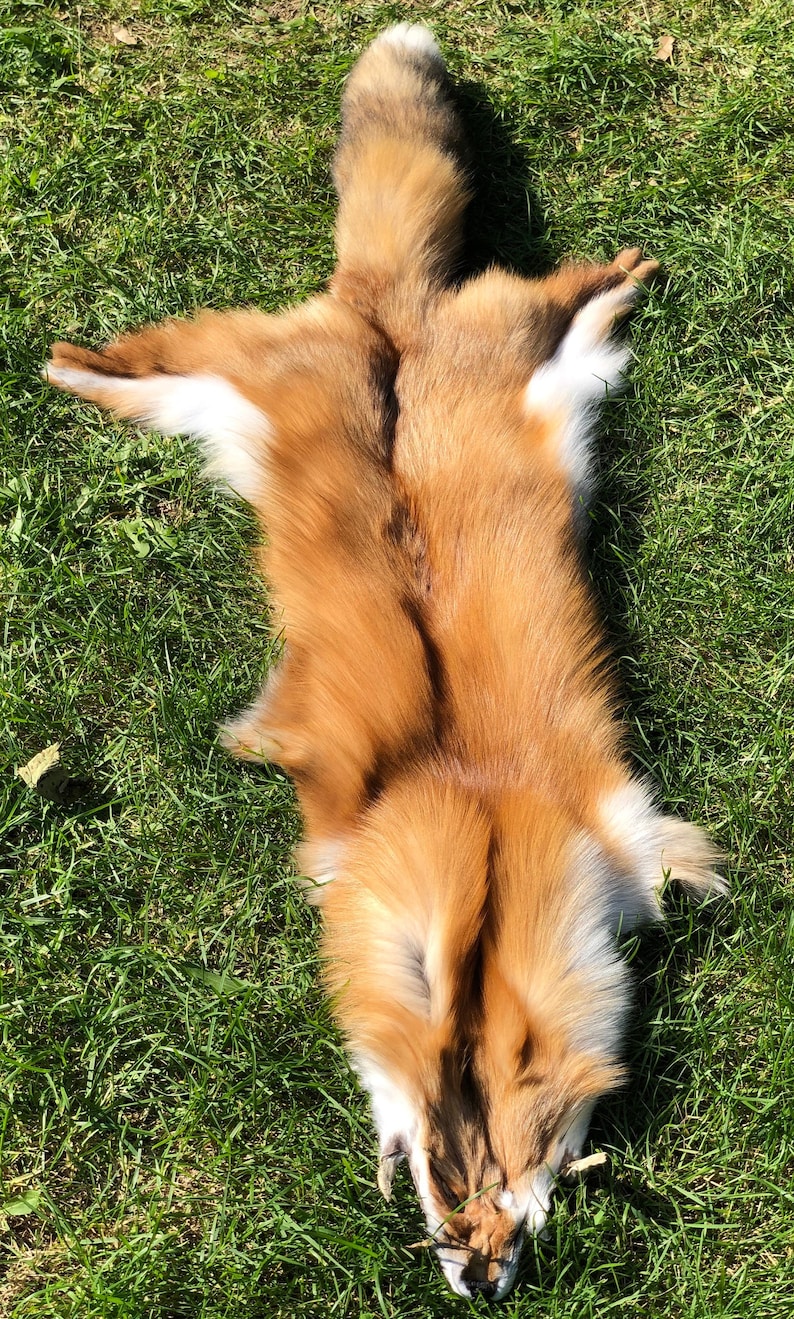 High Quality 1st Class Red Fox Pelt Real Wild Fox Furs Genuine - Etsy